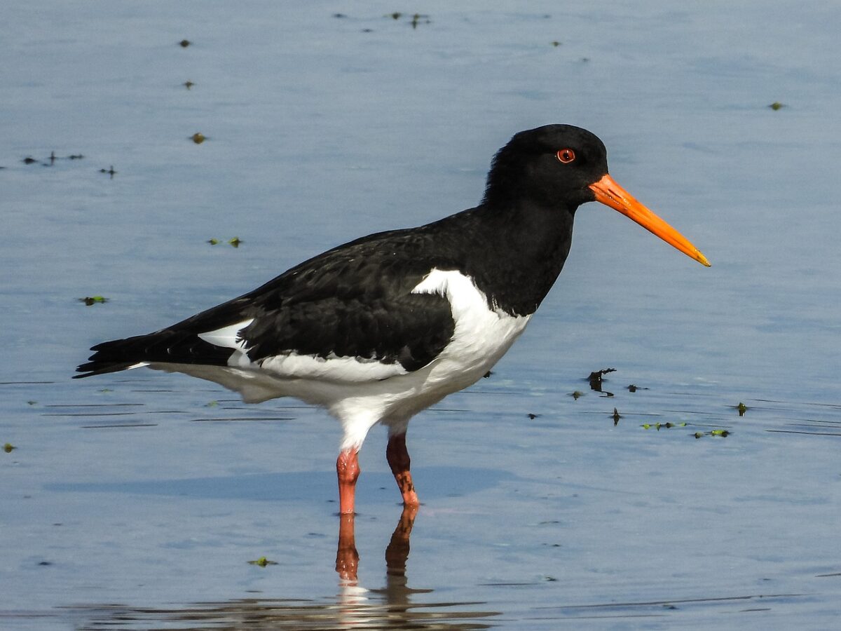 Birdwatching and nature observation in the Netherlands | Must See Holland